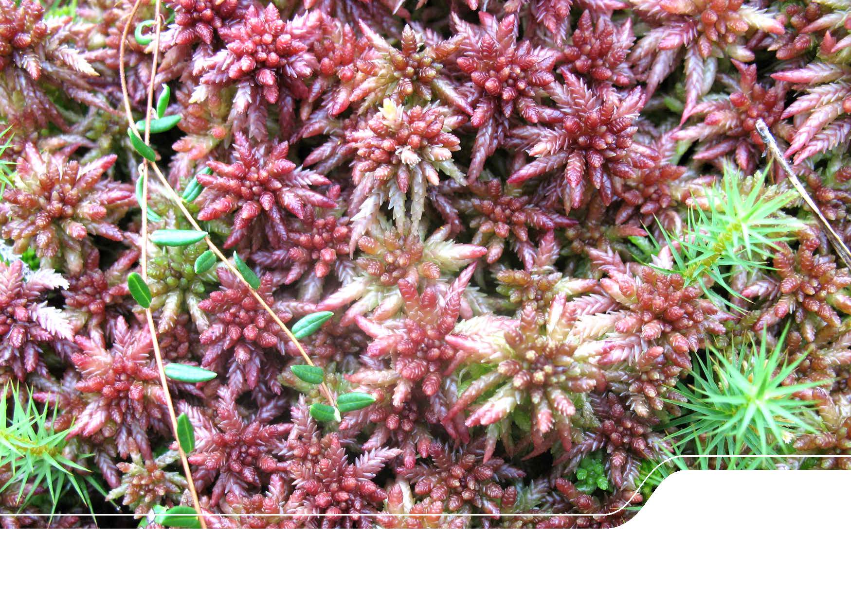 Mittleres Torfmoos - Publikationen - sachsen.de