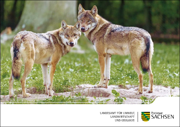 Postkartenserie Europäischer Grauwolf - Publikationen - sachsen.de
