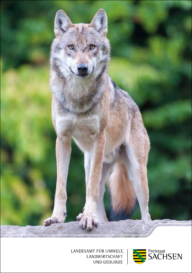 Postkartenserie Europäischer Grauwolf - Publikationen - sachsen.de
