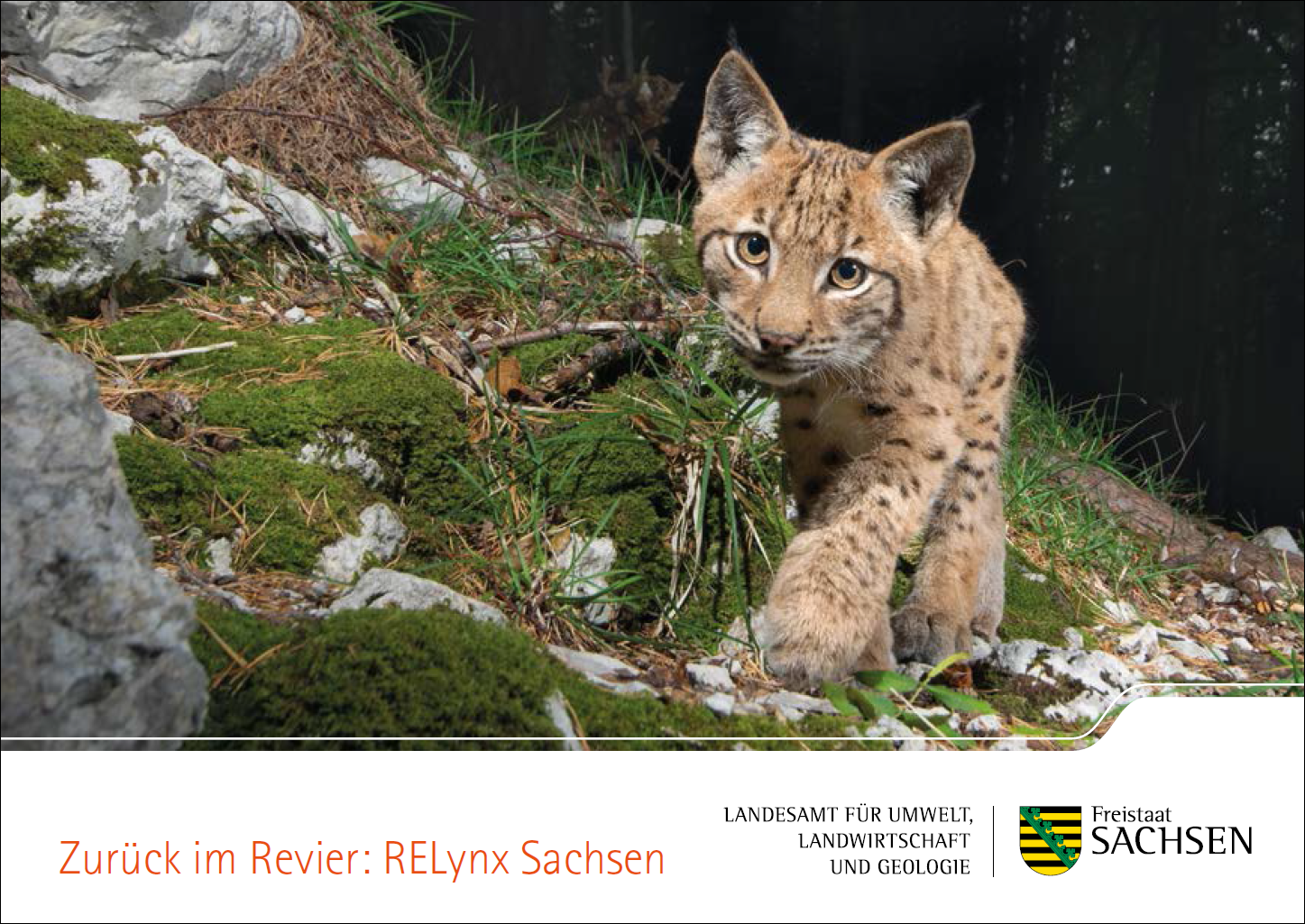 Postkartenserie Zurück im Revier: RELynx - Publikationen - sachsen.de