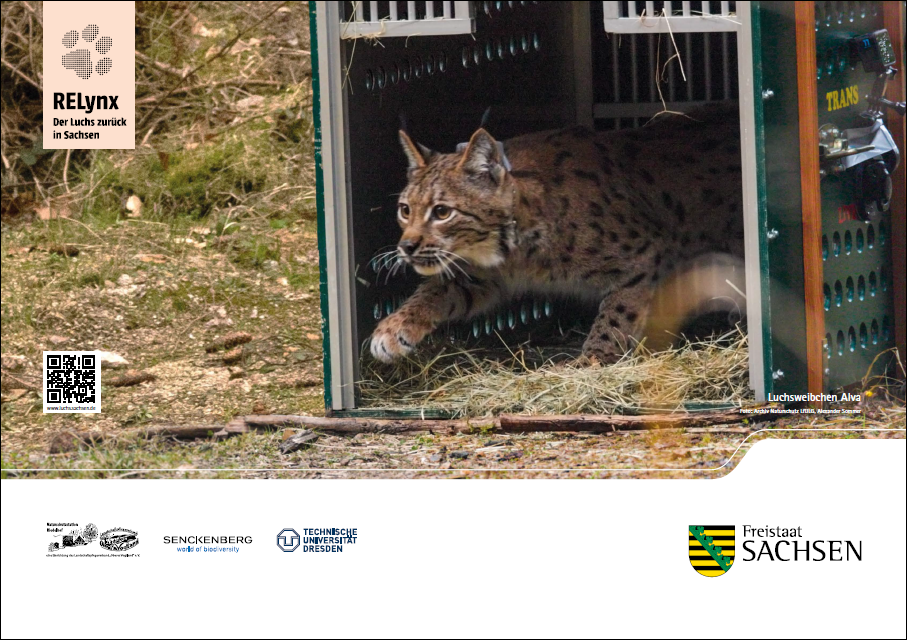 RELynx – Der Luchs zurück in Sachsen - Publikationen - sachsen.de
